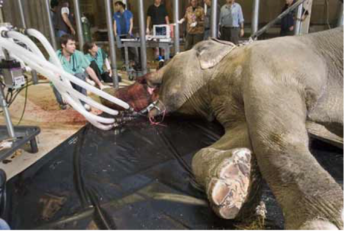 The Elephant in the Room: Airway Stuff for Non-Intubators | The Collective